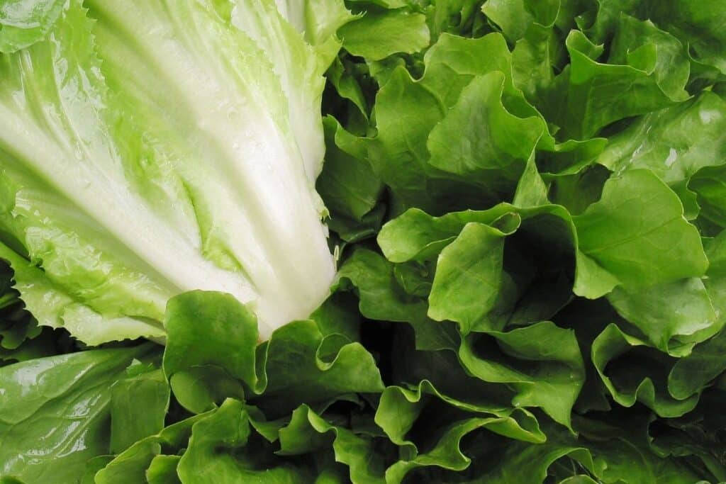 11 Delicious Substitutes for Arugula - Get On My Plate